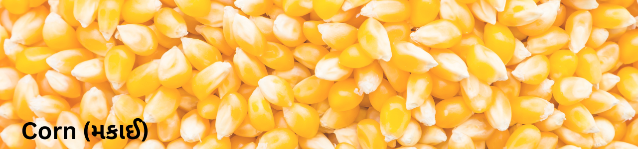 Corn - ZamZam Agro Centre